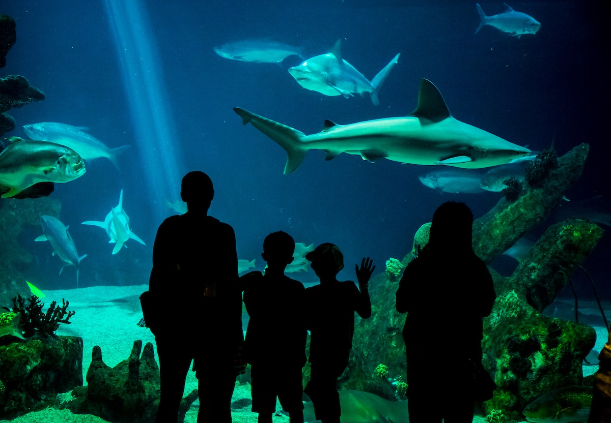 4 of the Most Fun Things to Do in the Albuquerque Biopark